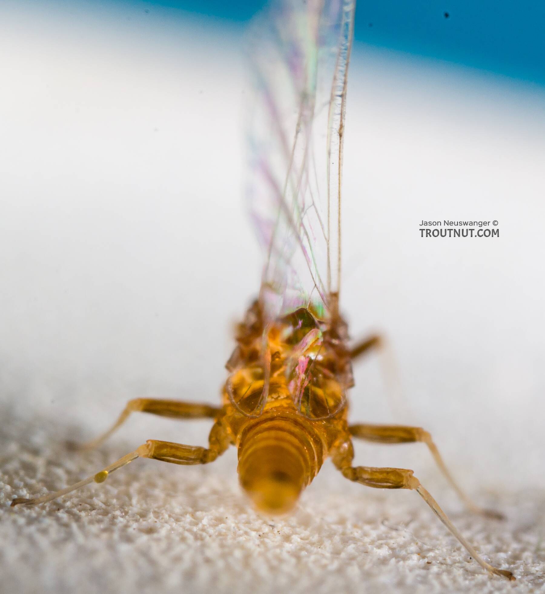 Female Acentrella turbida (Tiny Blue-Winged Olive) Mayfly Spinner Pictures