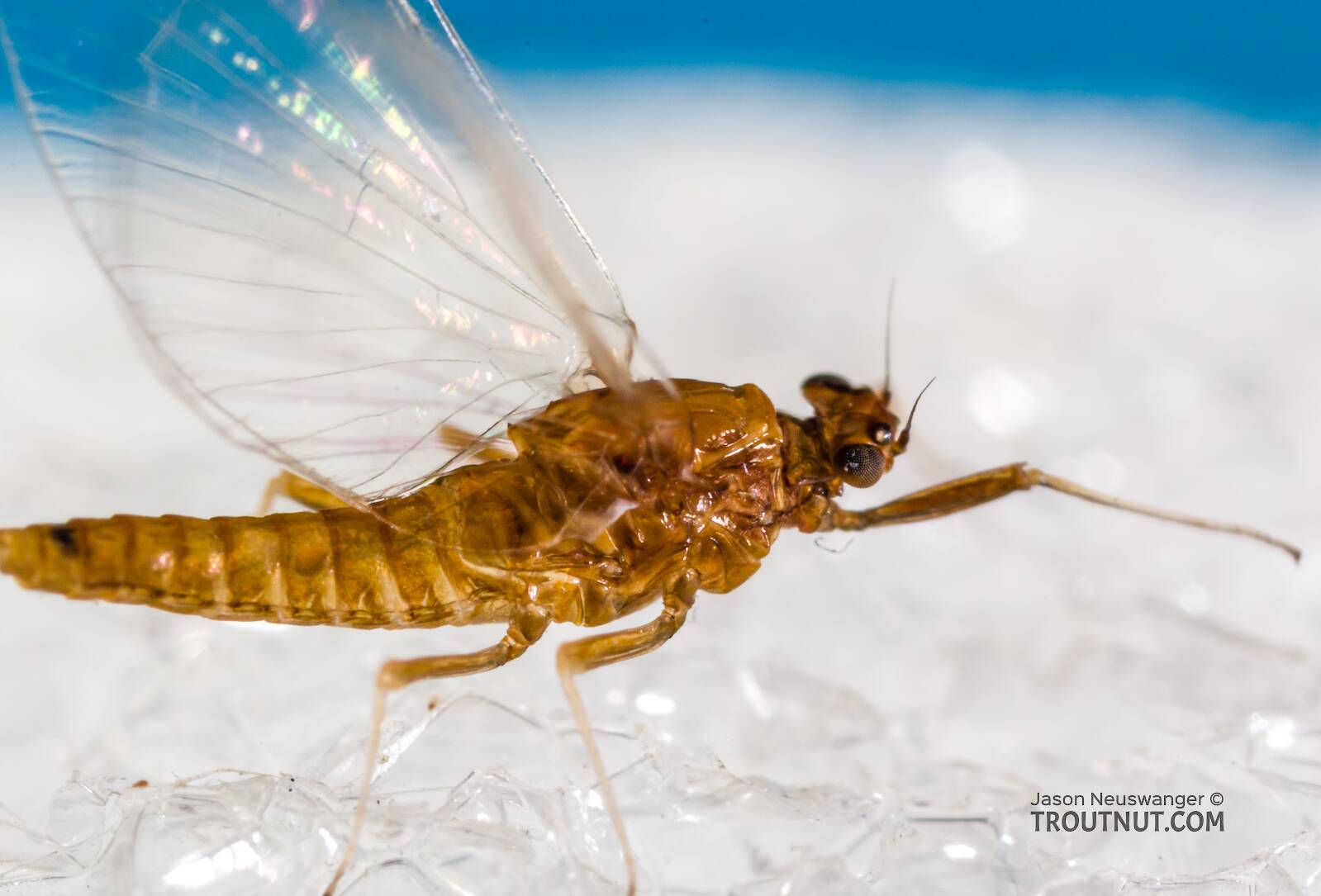 Female Acentrella turbida (Tiny Blue-Winged Olive) Mayfly Spinner Pictures