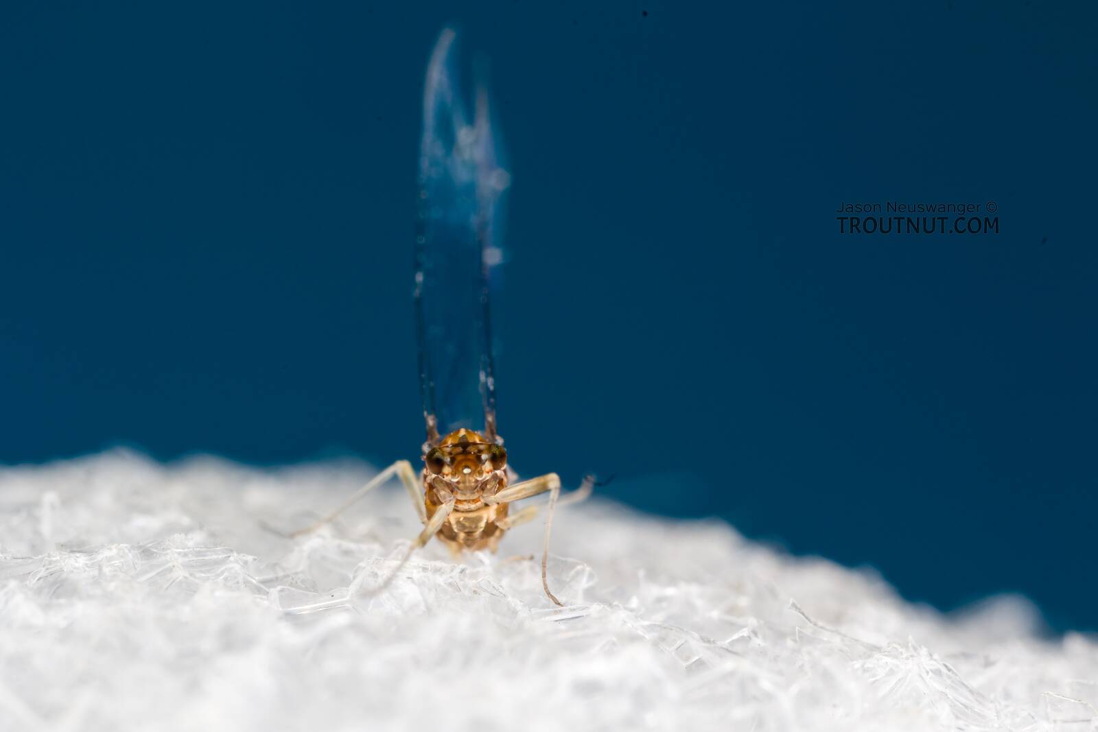 Female Acentrella turbida (Tiny Blue-Winged Olive) Mayfly Spinner Pictures