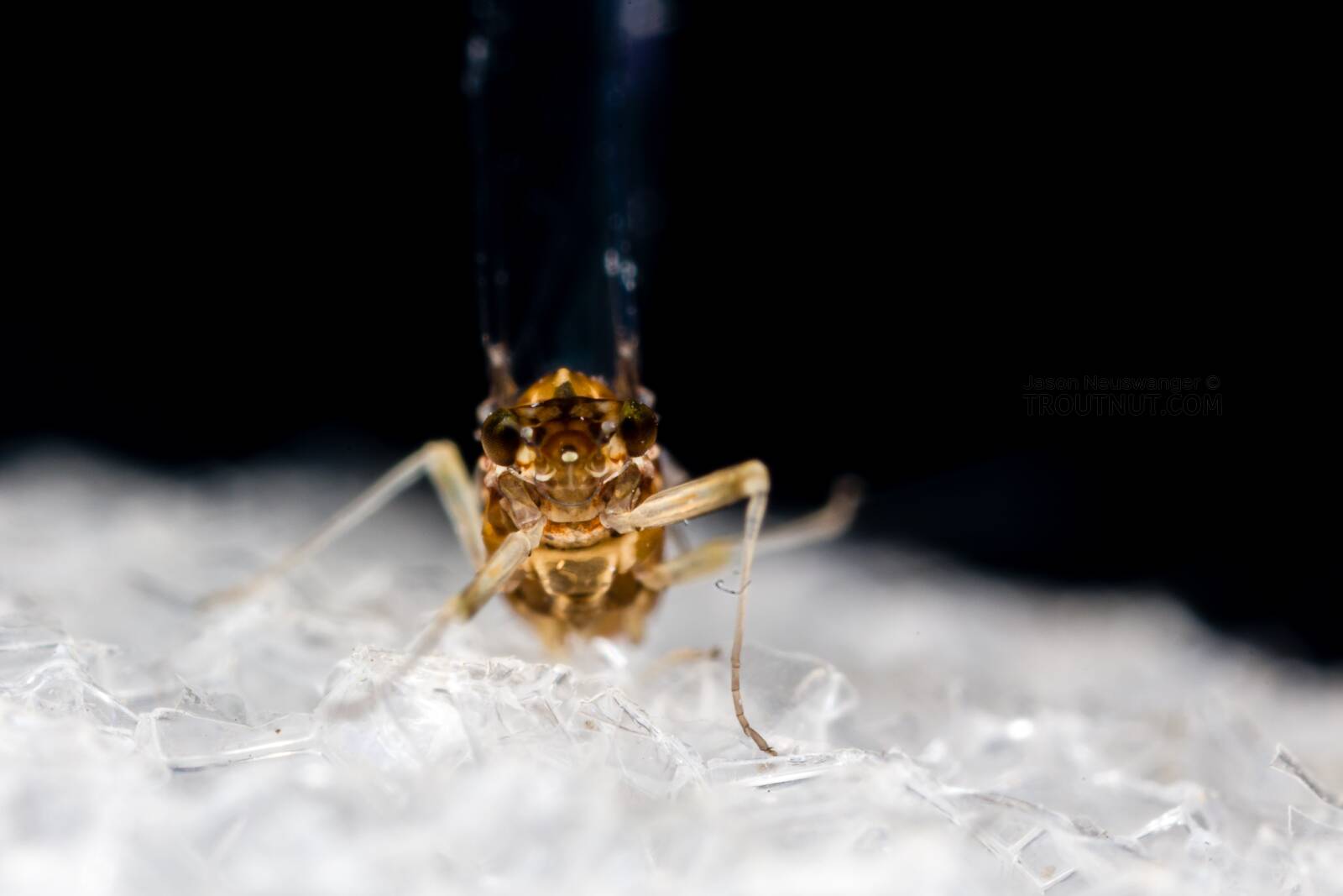 Female Acentrella turbida (Tiny Blue-Winged Olive) Mayfly Spinner Pictures