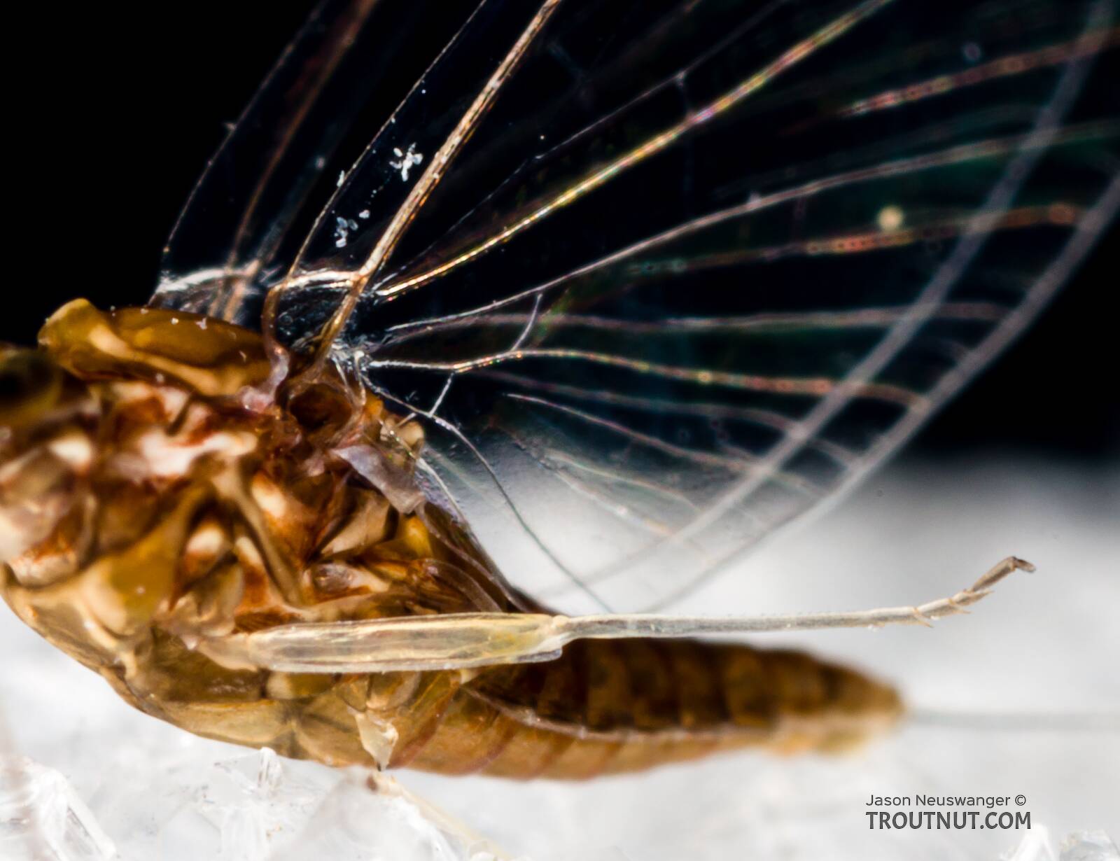 Female Acentrella turbida (Tiny Blue-Winged Olive) Mayfly Spinner Pictures