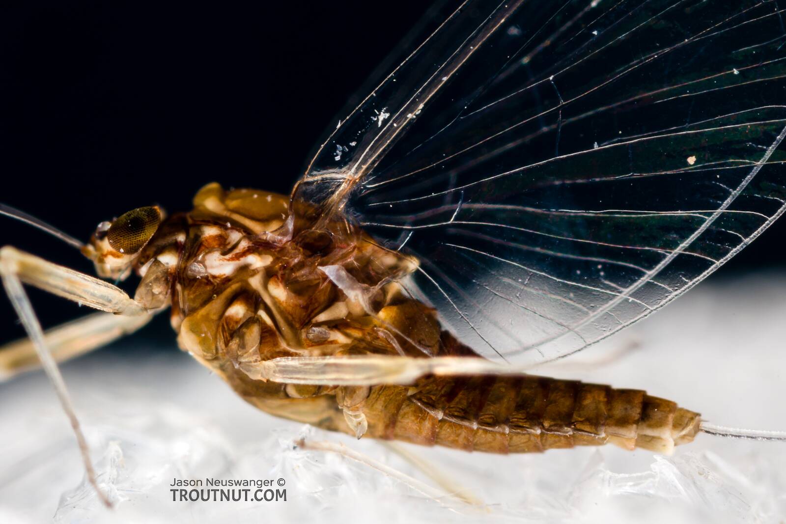 Female Acentrella turbida (Tiny Blue-Winged Olive) Mayfly Spinner Pictures