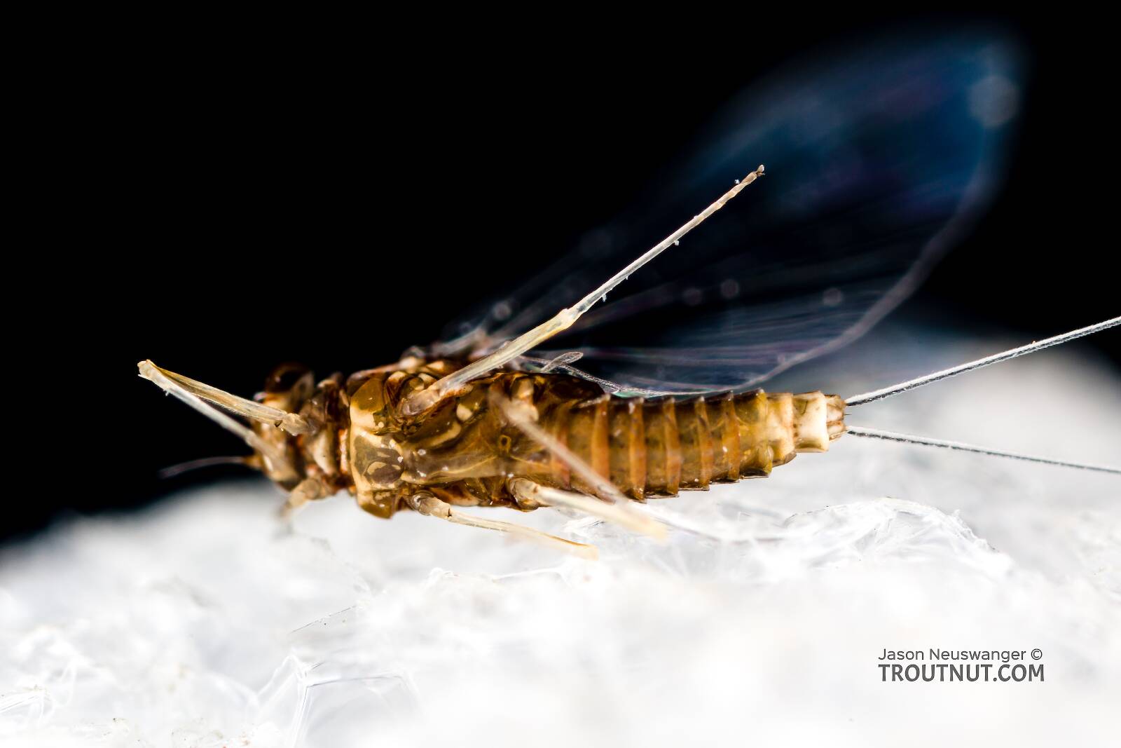 Female Acentrella turbida (Tiny Blue-Winged Olive) Mayfly Spinner Pictures