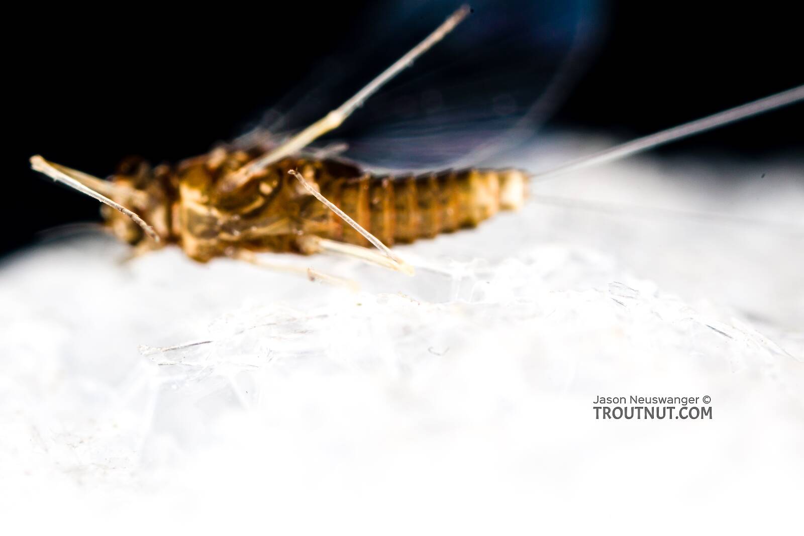 Female Acentrella turbida (Tiny Blue-Winged Olive) Mayfly Spinner Pictures