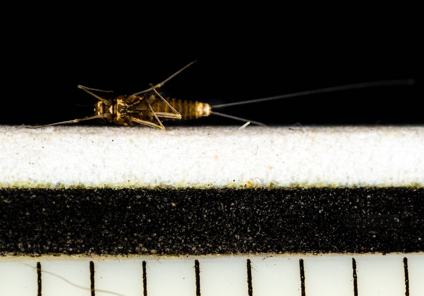 Female Acentrella turbida (Tiny Blue-Winged Olive) Mayfly Spinner Pictures