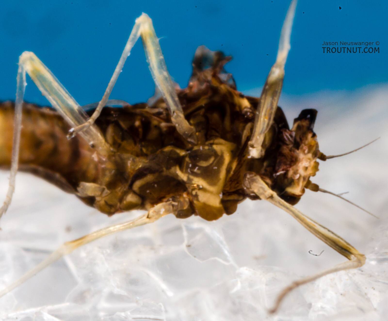 Female Acentrella turbida (Tiny Blue-Winged Olive) Mayfly Spinner Pictures