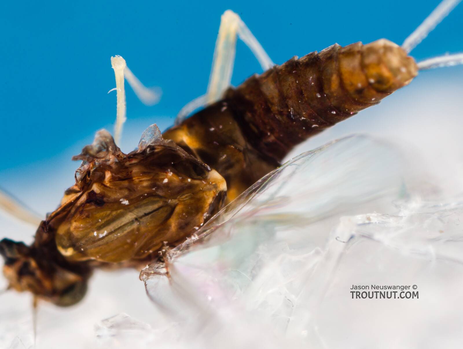 Female Acentrella turbida (Tiny Blue-Winged Olive) Mayfly Spinner Pictures