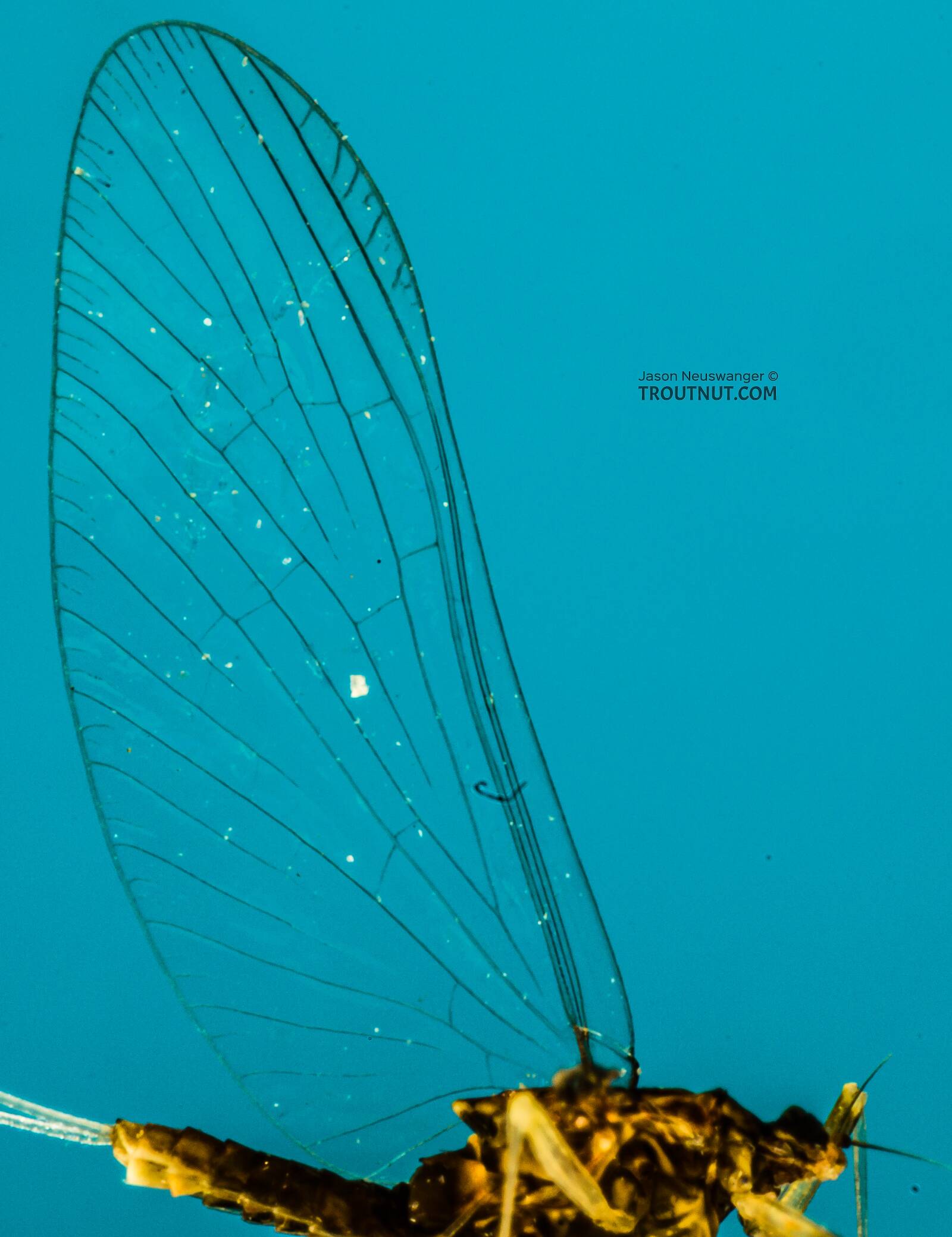 Female Acentrella turbida (Tiny Blue-Winged Olive) Mayfly Spinner Pictures