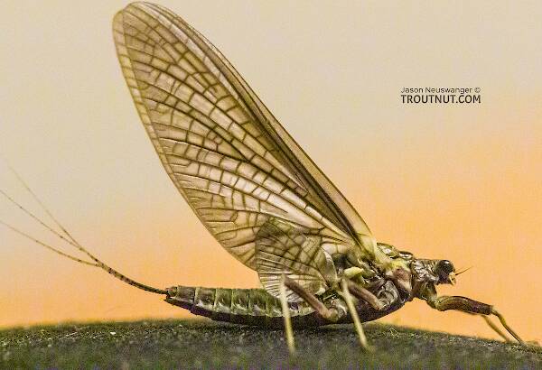 Mayfly Species Drunella grandis (Western Green Drakes)