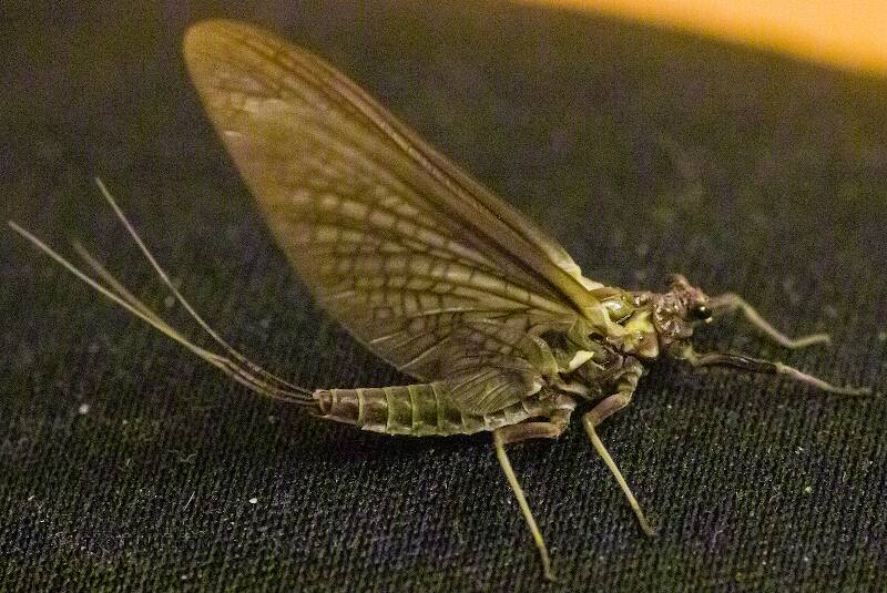 Female Drunella grandis (Western Green Drake) Mayfly Dun Pictures
