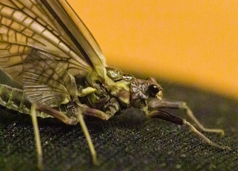 Female Drunella grandis (Western Green Drake) Mayfly Dun Pictures