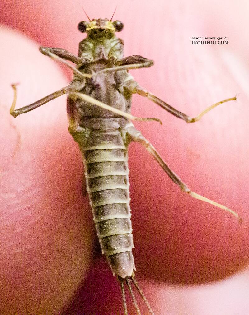 Female Drunella grandis (Western Green Drake) Mayfly Dun Pictures