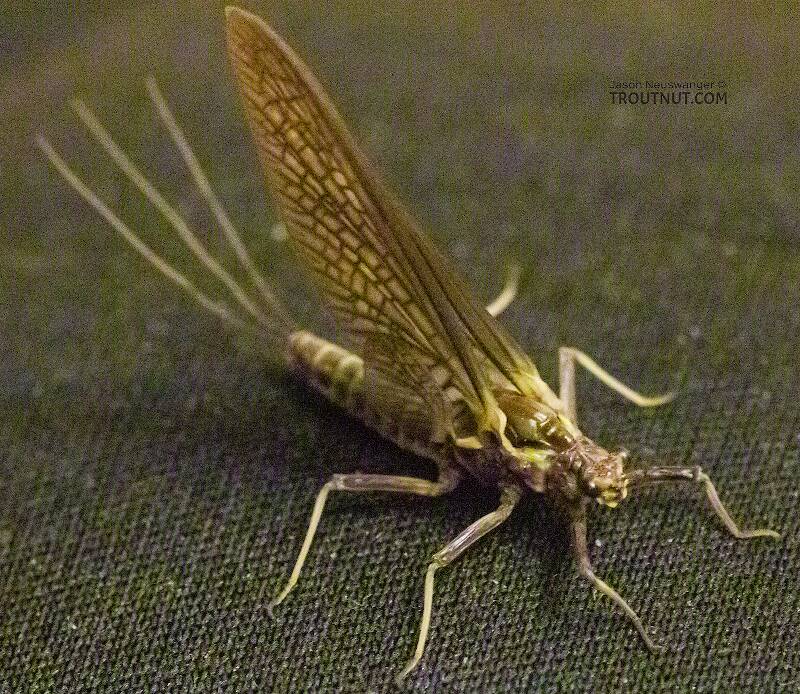 Female Drunella grandis (Western Green Drake) Mayfly Dun Pictures