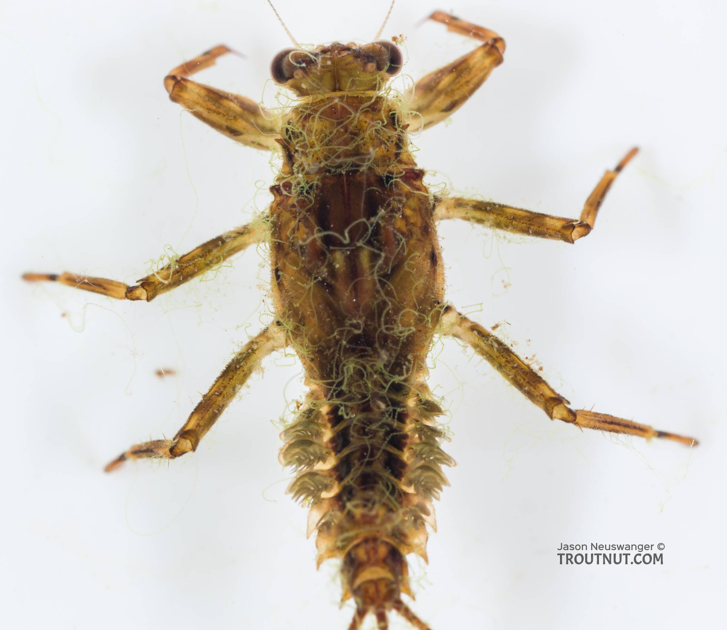 Mayfly Species Drunella grandis (Western Green Drakes)