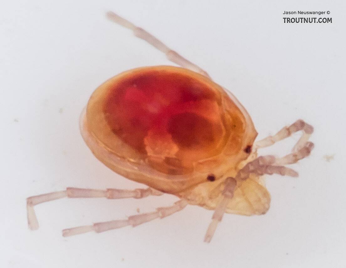 Arthropod Class Arachnida (Mites and Spiders)