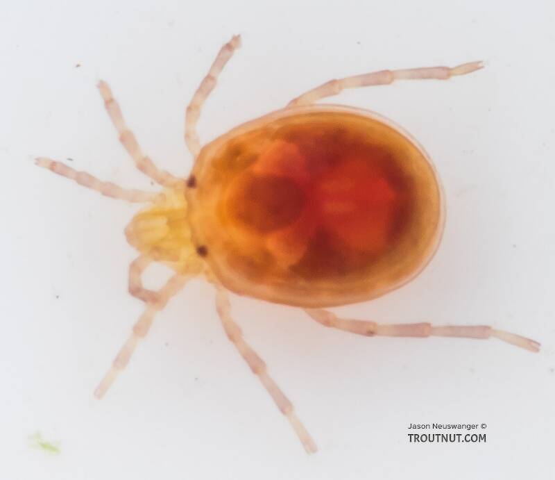 Acari (Mite) Arthropod Adult Pictures