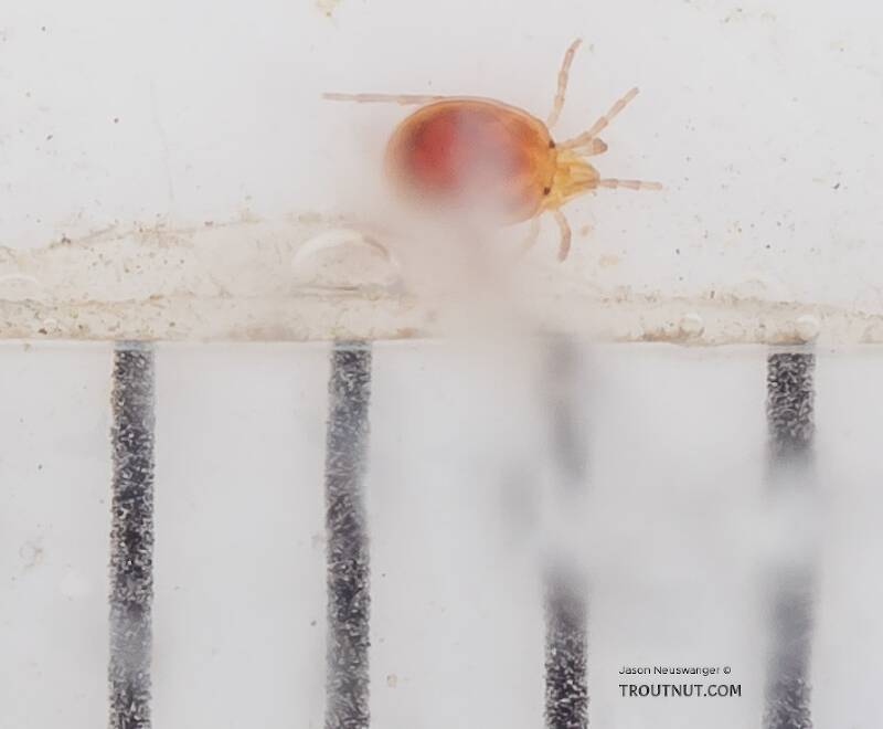 Acari (Mite) Arthropod Adult Pictures