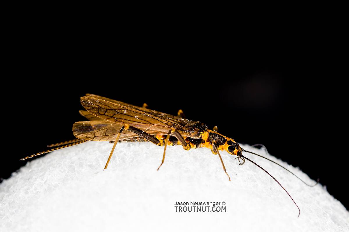 Stonefly Genus Pictetiella