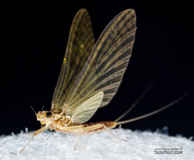 Female Cinygmula (Dark Red Quill) Mayfly Dun Pictures