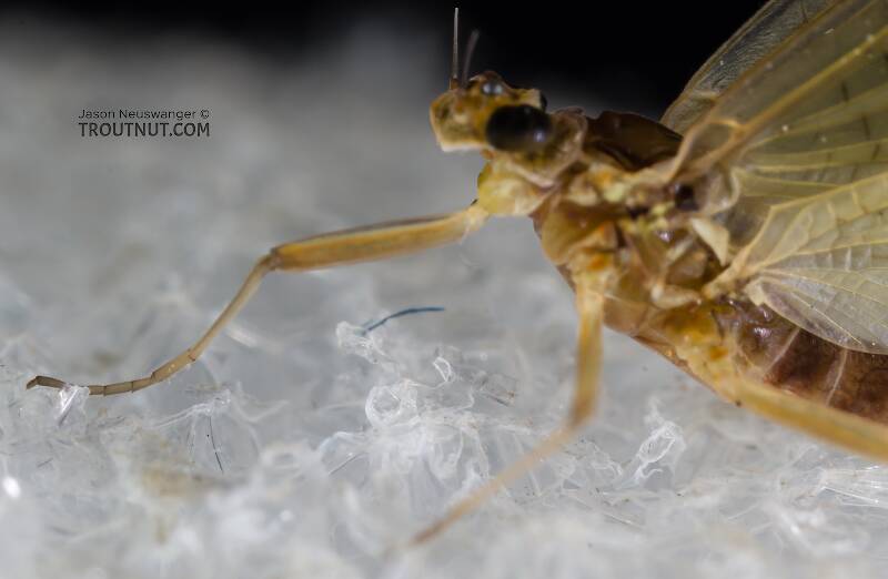 Female Cinygmula (Dark Red Quill) Mayfly Dun Pictures