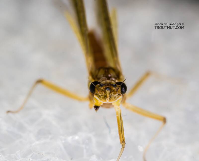 Female Cinygmula (Dark Red Quill) Mayfly Dun Pictures
