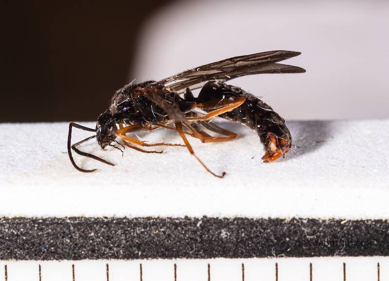 Male Formicidae (Ant) Insect Adult Pictures