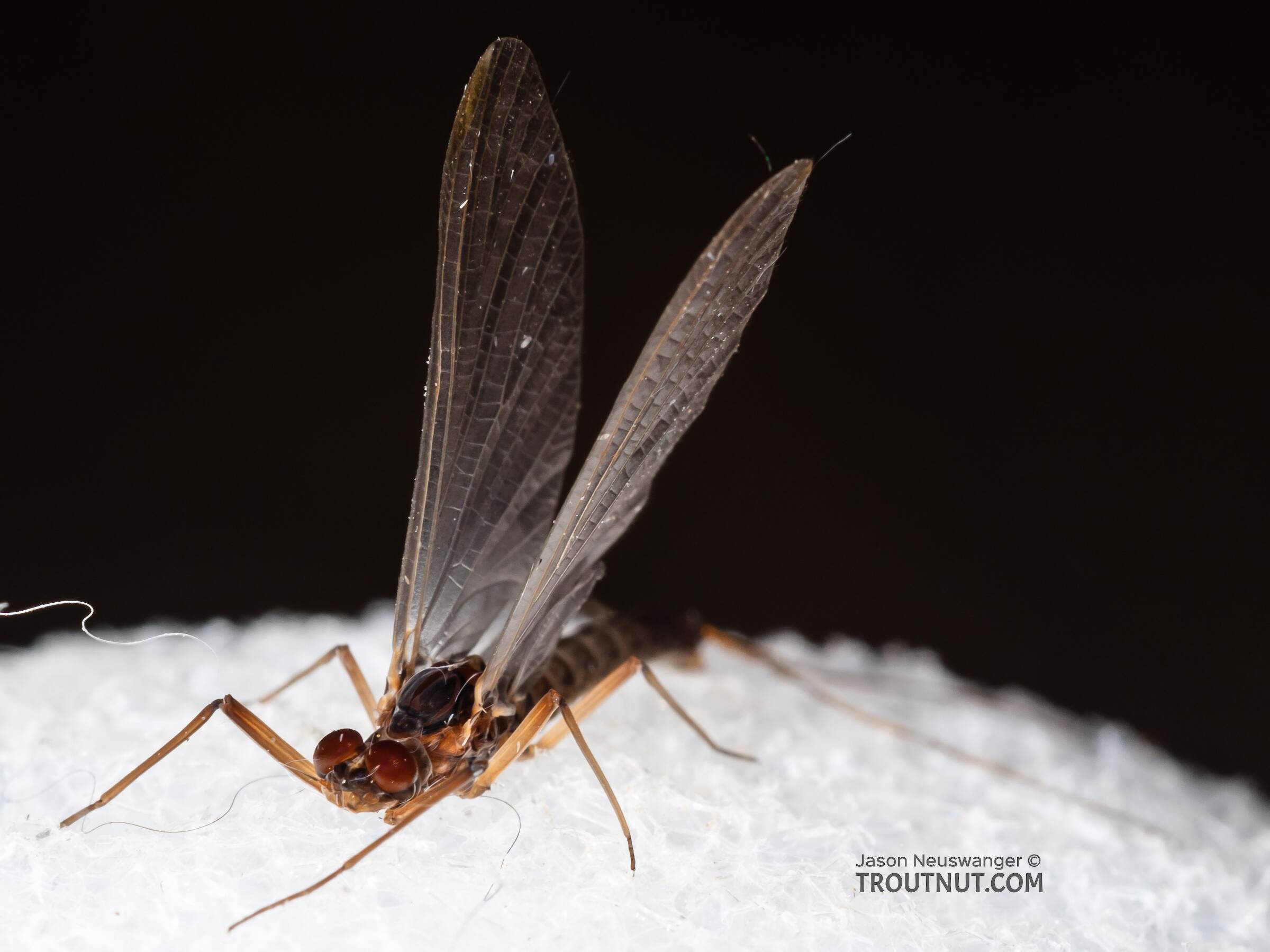 Male Paraleptophlebia (Blue Quills and Mahogany Duns) Mayfly Dun Pictures