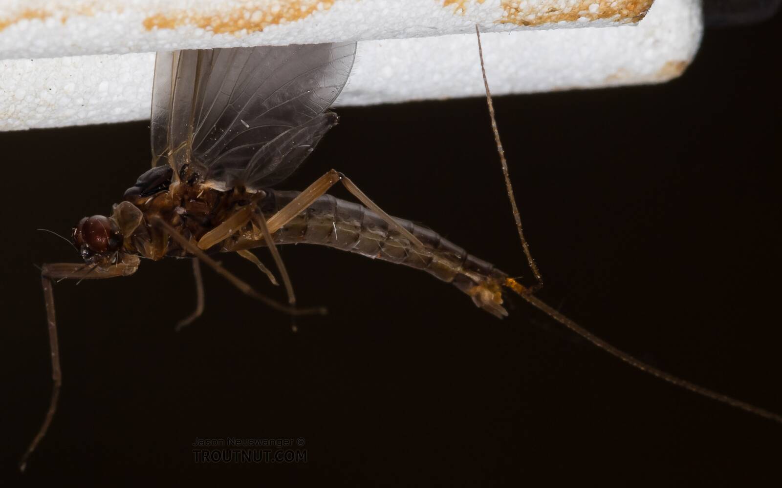 Male Paraleptophlebia (Blue Quills and Mahogany Duns) Mayfly Dun Pictures