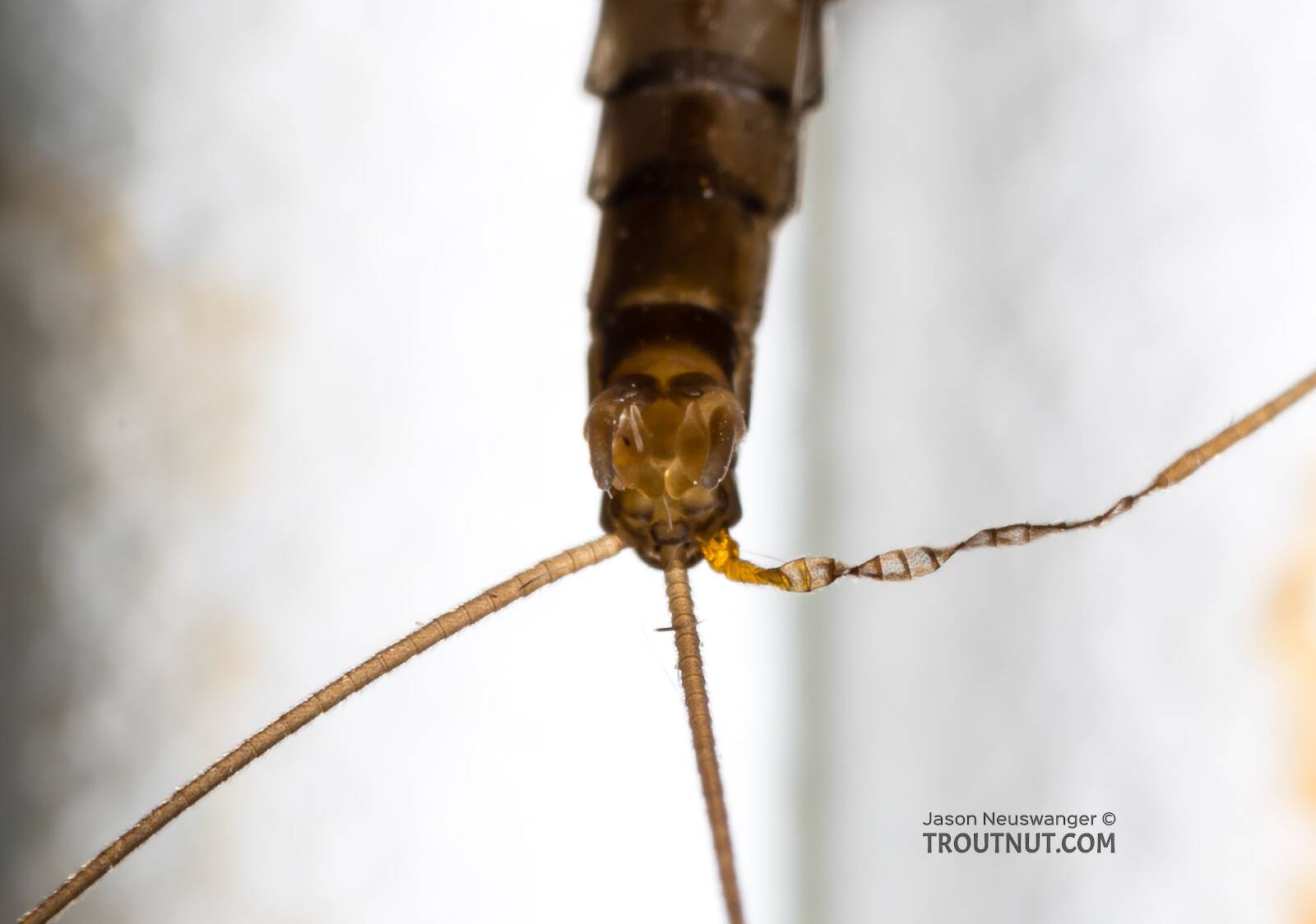 Male Paraleptophlebia (Blue Quills and Mahogany Duns) Mayfly Dun Pictures