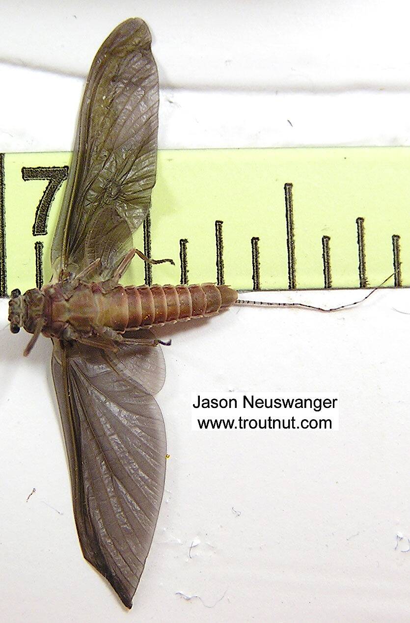 Female Ephemerella subvaria (Hendrickson) Mayfly Dun Pictures