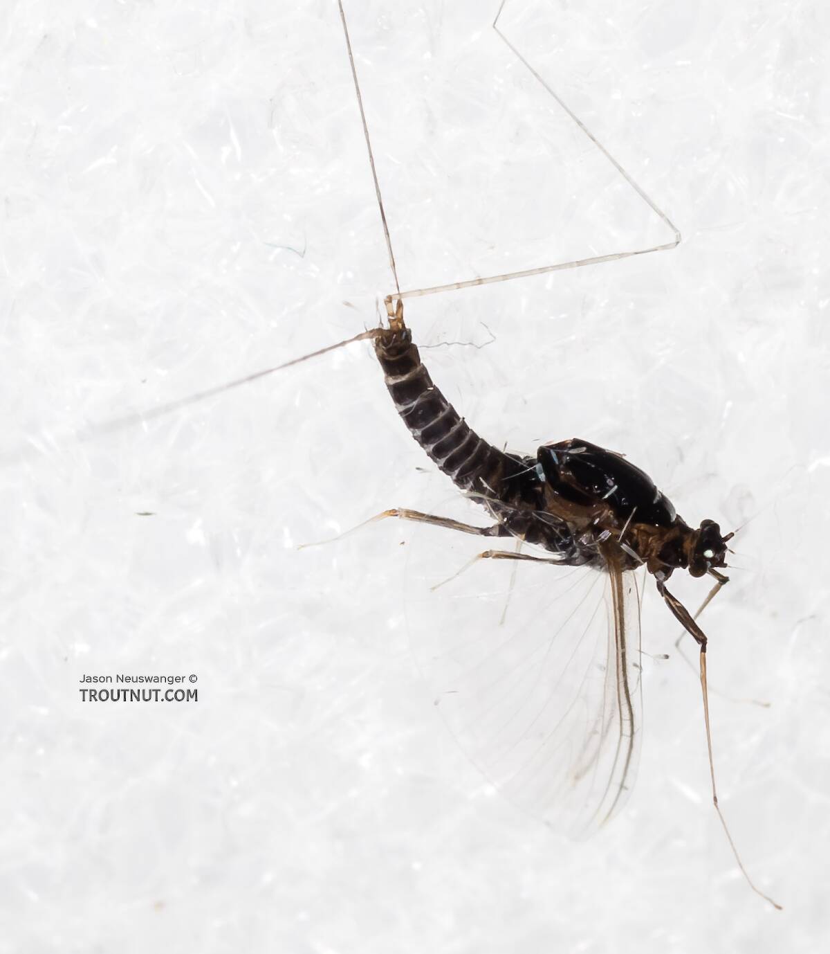 Mayfly Genus Tricorythodes (Tricos)