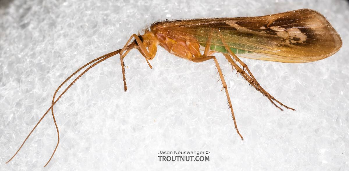 Male Limnephilus externus (Summer Flier Sedge) Caddisfly Adult Pictures