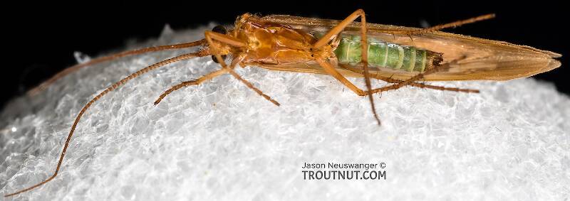 Male Limnephilus externus (Summer Flier Sedge) Caddisfly Adult Pictures