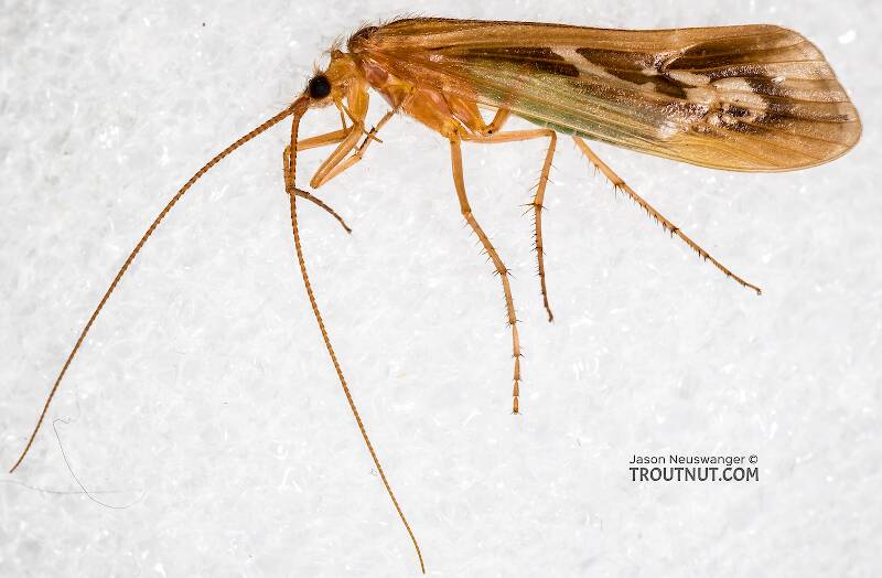 Male Limnephilus externus (Summer Flier Sedge) Caddisfly Adult Pictures