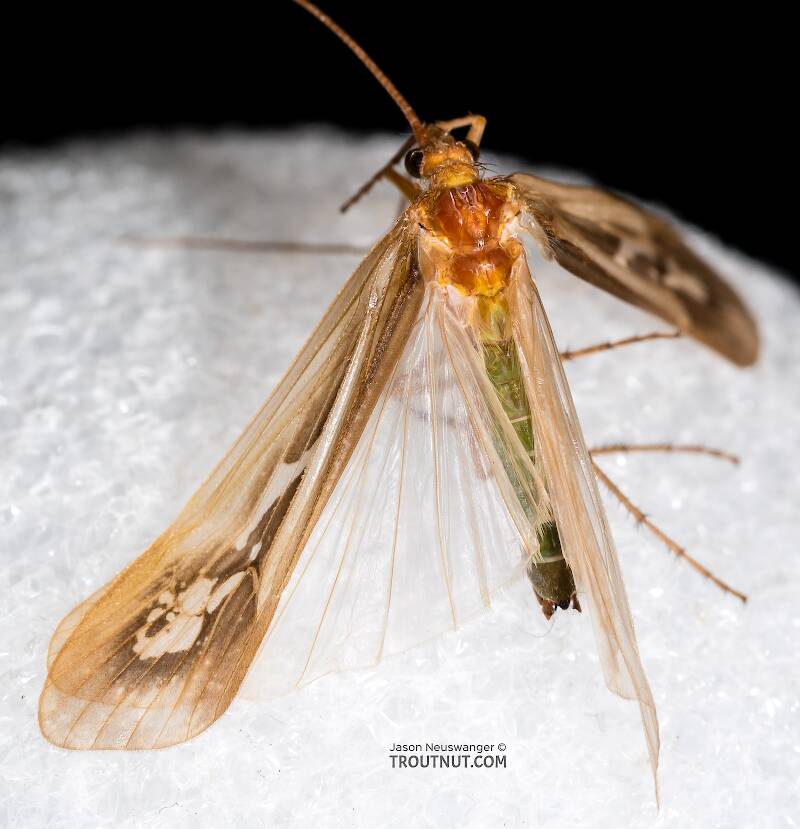 Male Limnephilus externus (Summer Flier Sedge) Caddisfly Adult Pictures