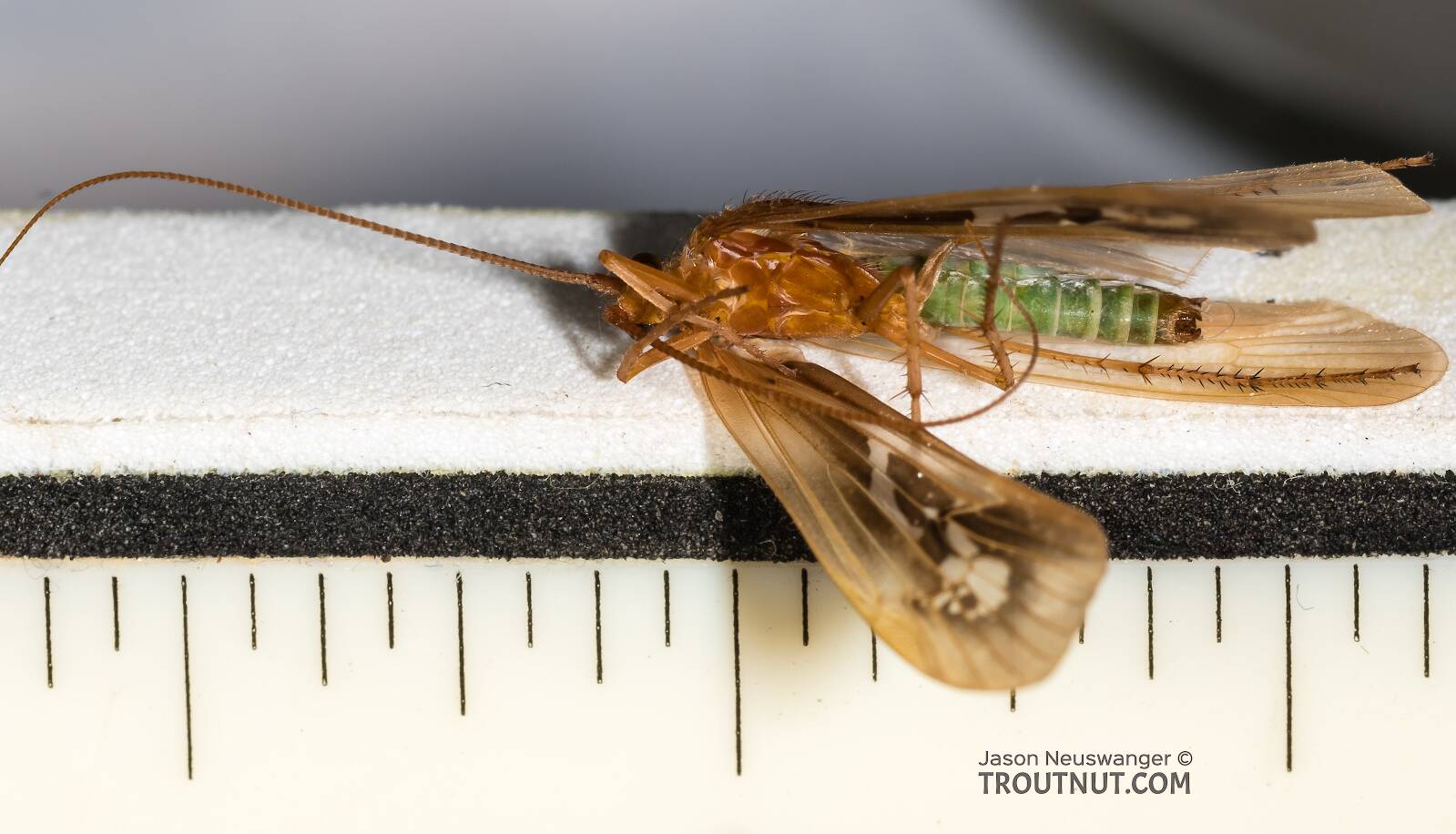 Male Limnephilus externus (Summer Flier Sedge) Caddisfly Adult Pictures
