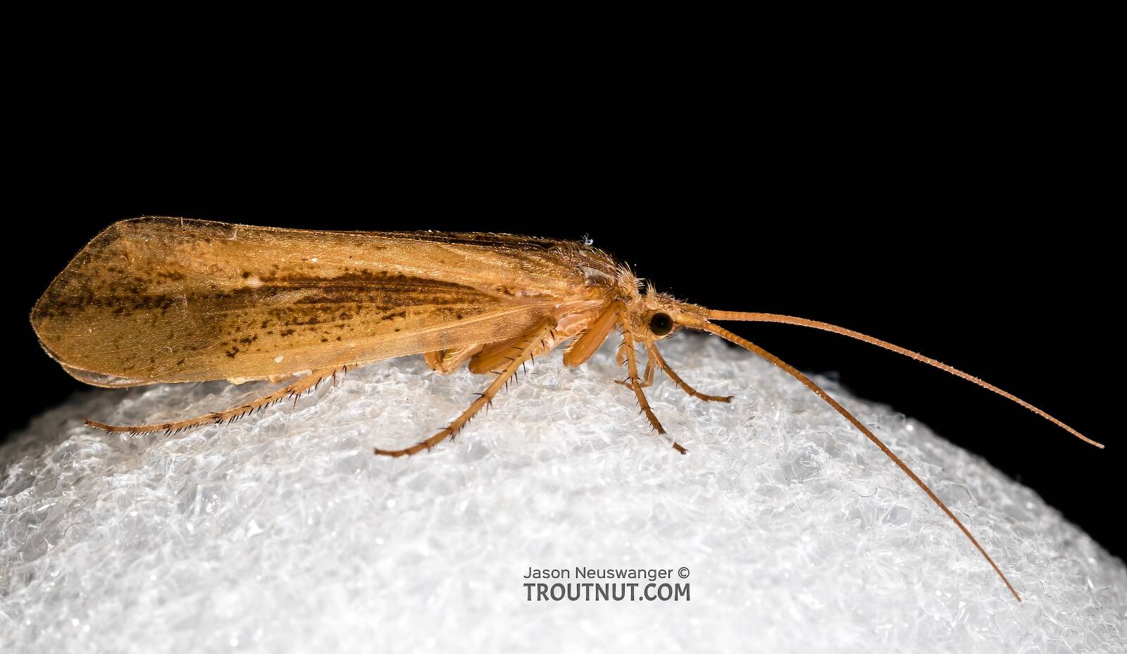 Angler's Illustrated Encyclopedia of Aquatic Entomology