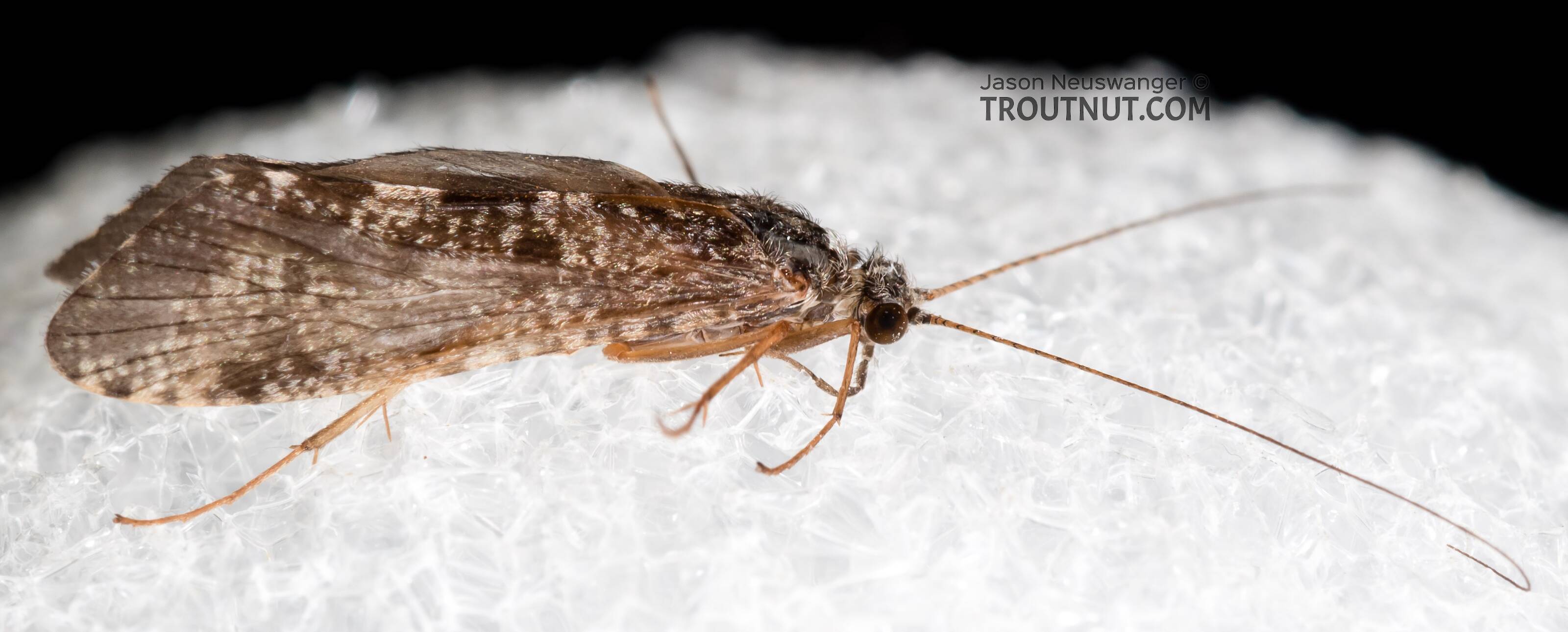 Caddisfly Family Hydropsychidae