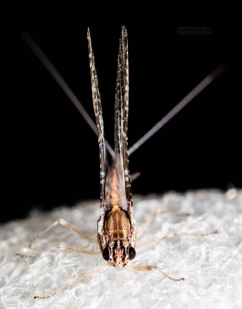 Female Callibaetis (Speckled Dun) Mayfly Spinner Pictures