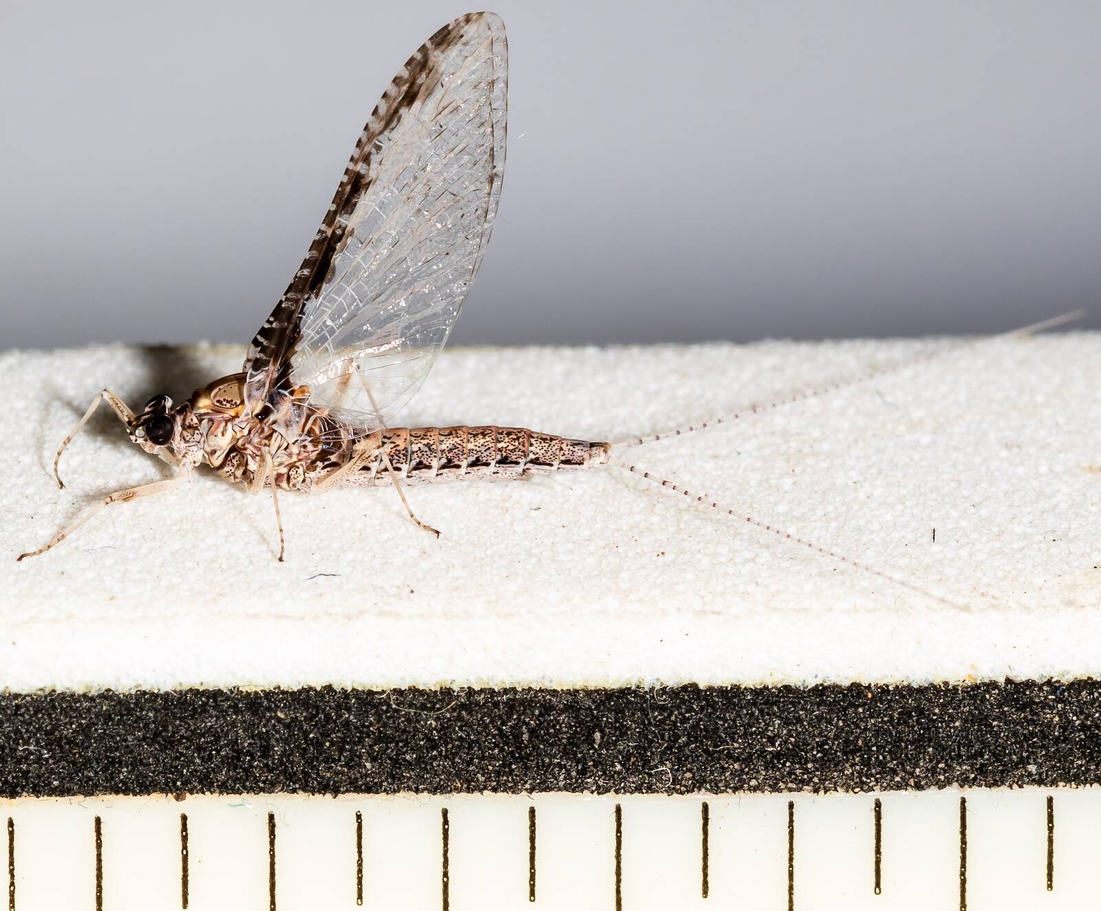 Female Callibaetis (Speckled Dun) Mayfly Spinner Pictures