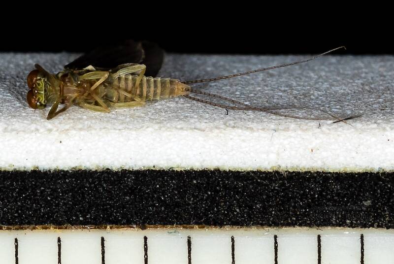 Male Ephemerellidae (Hendricksons, Sulphurs, PMDs, BWOs) Mayfly Dun ...