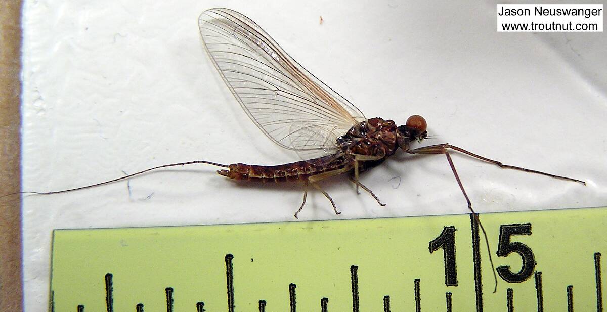 Male Ephemerella subvaria (Hendrickson) Mayfly Spinner Pictures