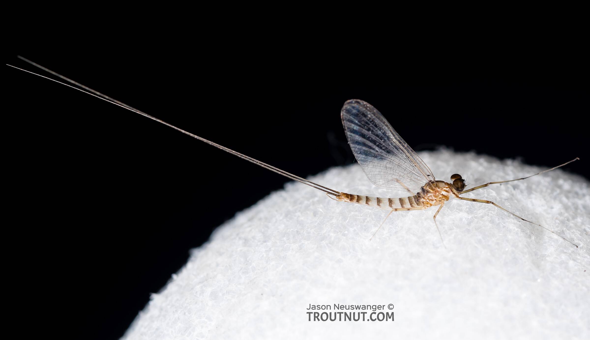 Male Cinygmula (Dark Red Quill) Mayfly Spinner Pictures