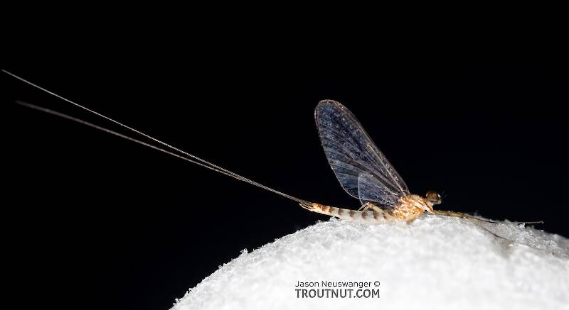 Male Cinygmula (Dark Red Quill) Mayfly Spinner Pictures