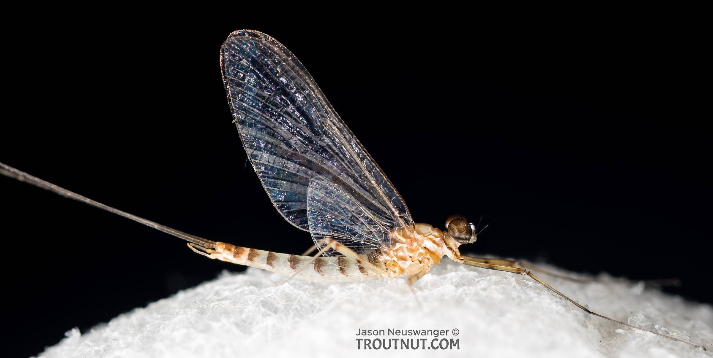 Male Cinygmula (Dark Red Quill) Mayfly Spinner Pictures