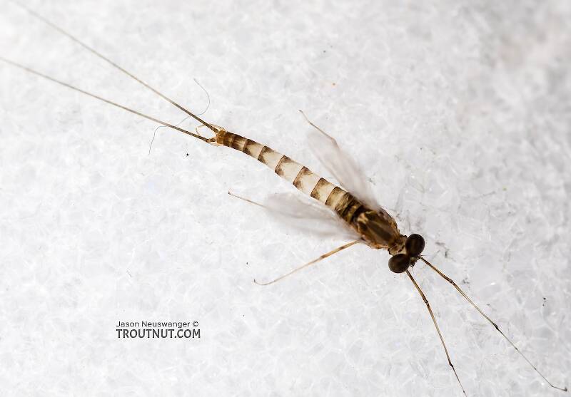 Male Cinygmula (Dark Red Quill) Mayfly Spinner Pictures