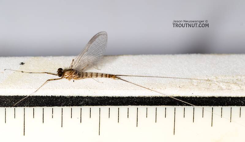 Male Cinygmula (Dark Red Quill) Mayfly Spinner Pictures
