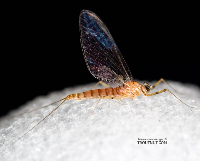 Female Cinygmula (Dark Red Quill) Mayfly Spinner Pictures