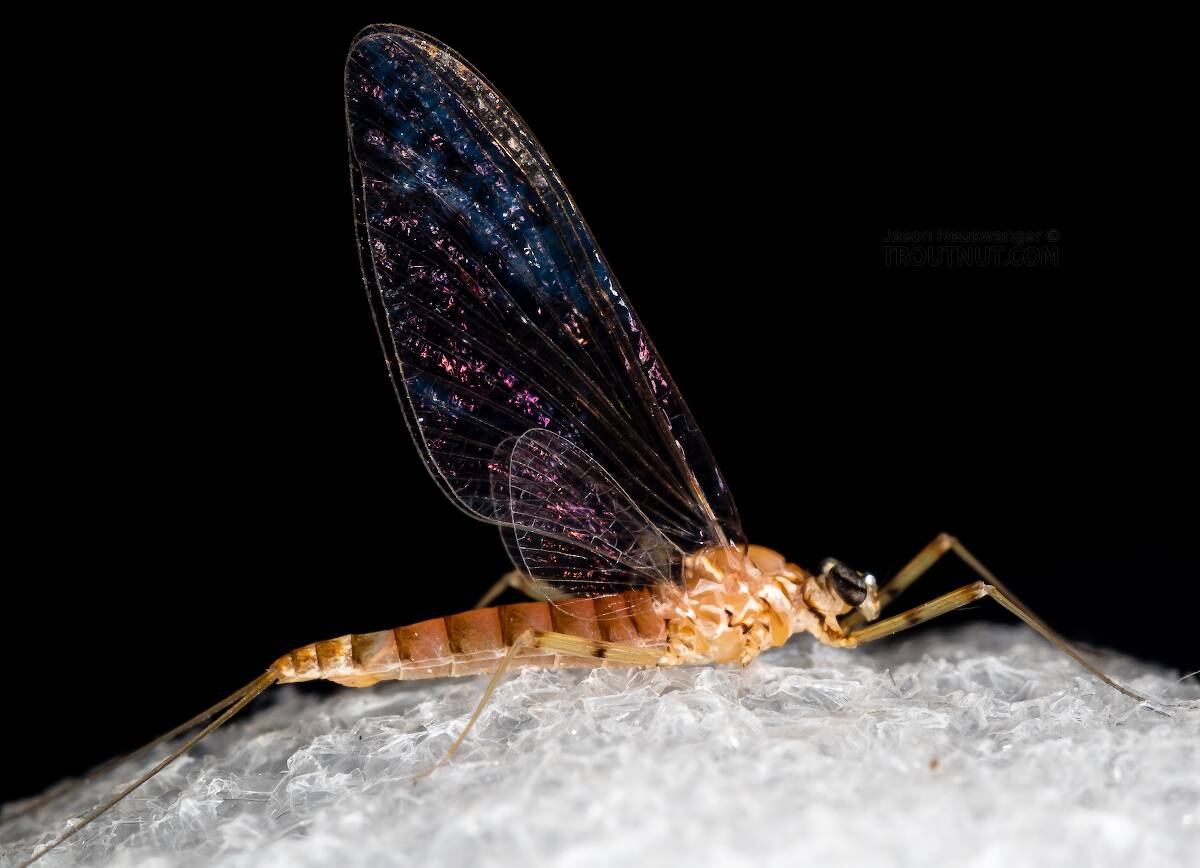 Female Cinygmula (Dark Red Quill) Mayfly Spinner Pictures