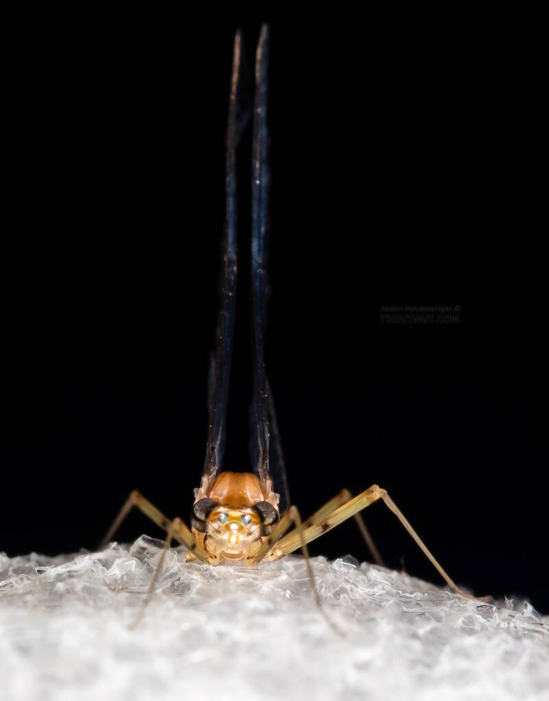 Female Cinygmula (Dark Red Quill) Mayfly Spinner Pictures